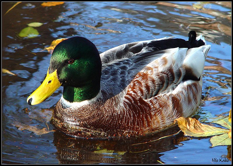 Duck - Hamburg, Germany | 4FR |Image 41 of 66