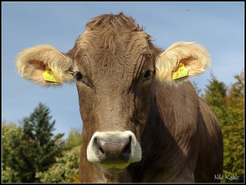 Howdy Cow | 4FR |Image 19 of 66