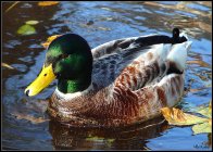 Alster - Hamburg, Germany | 4FR |Image 40 of 66